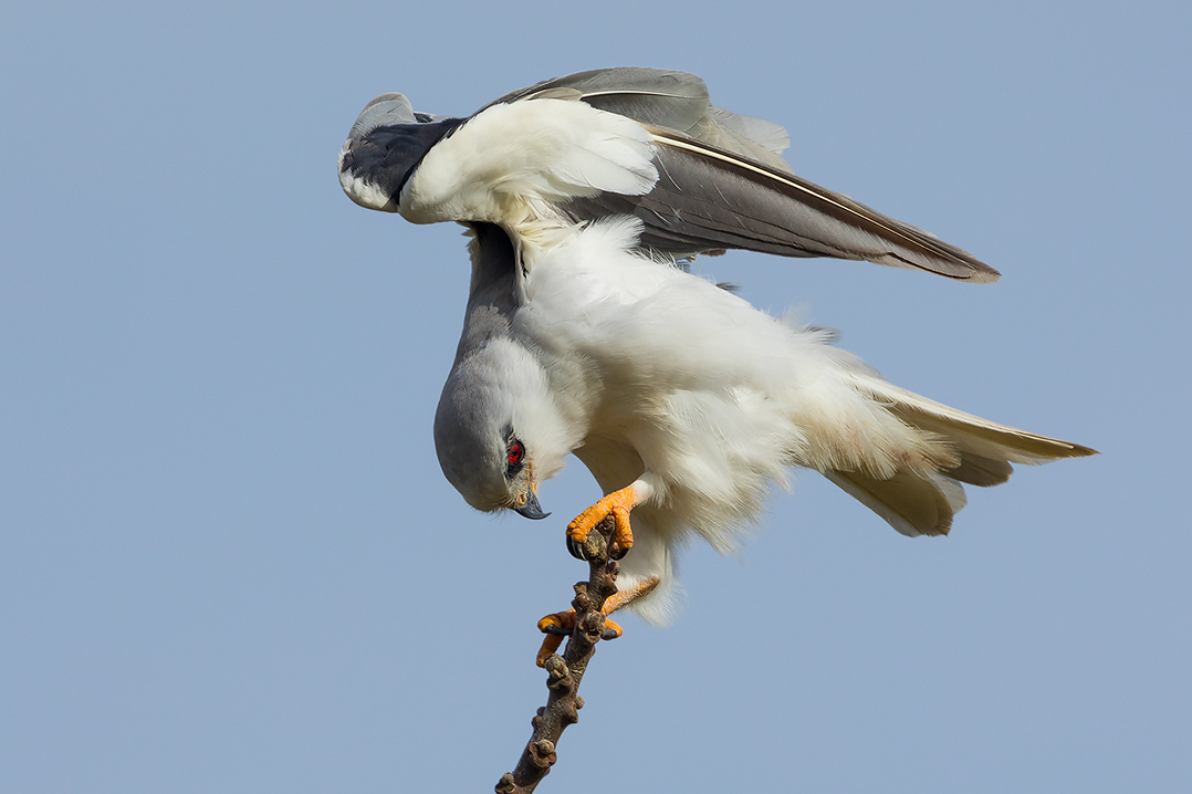 Gleitaar - patrickdoninis Webseite!