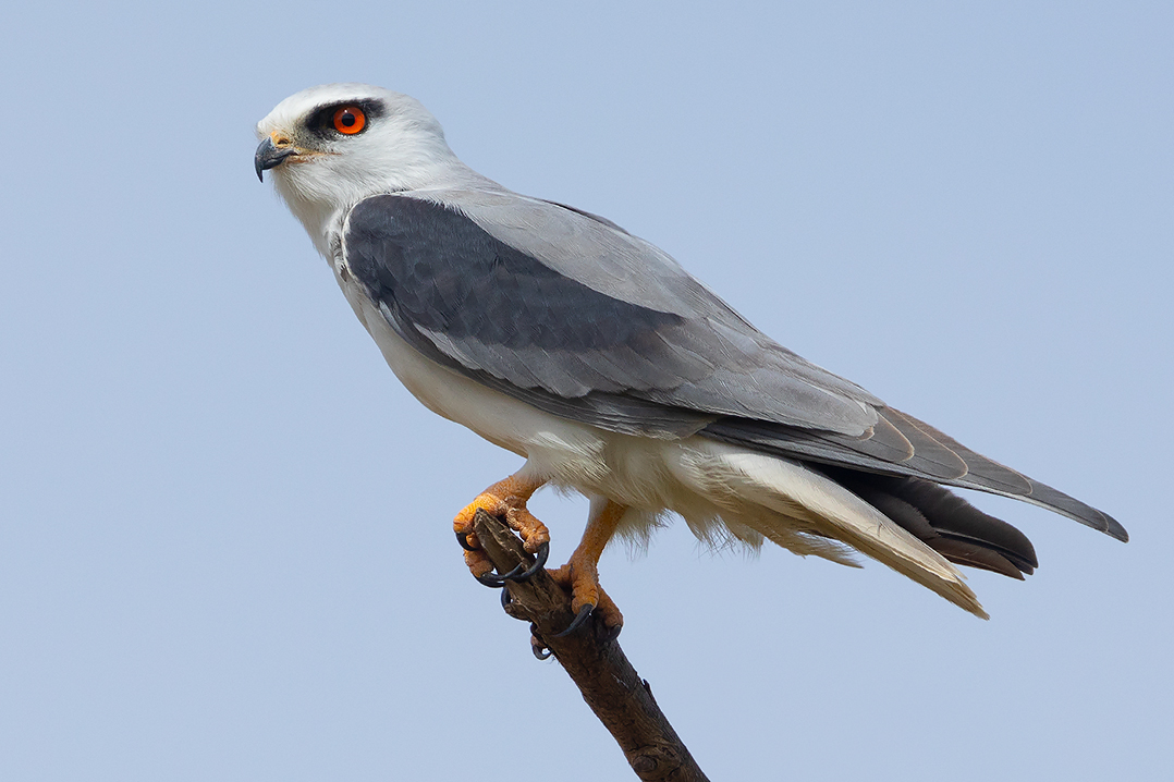 Gleitaar - patrickdoninis Webseite!