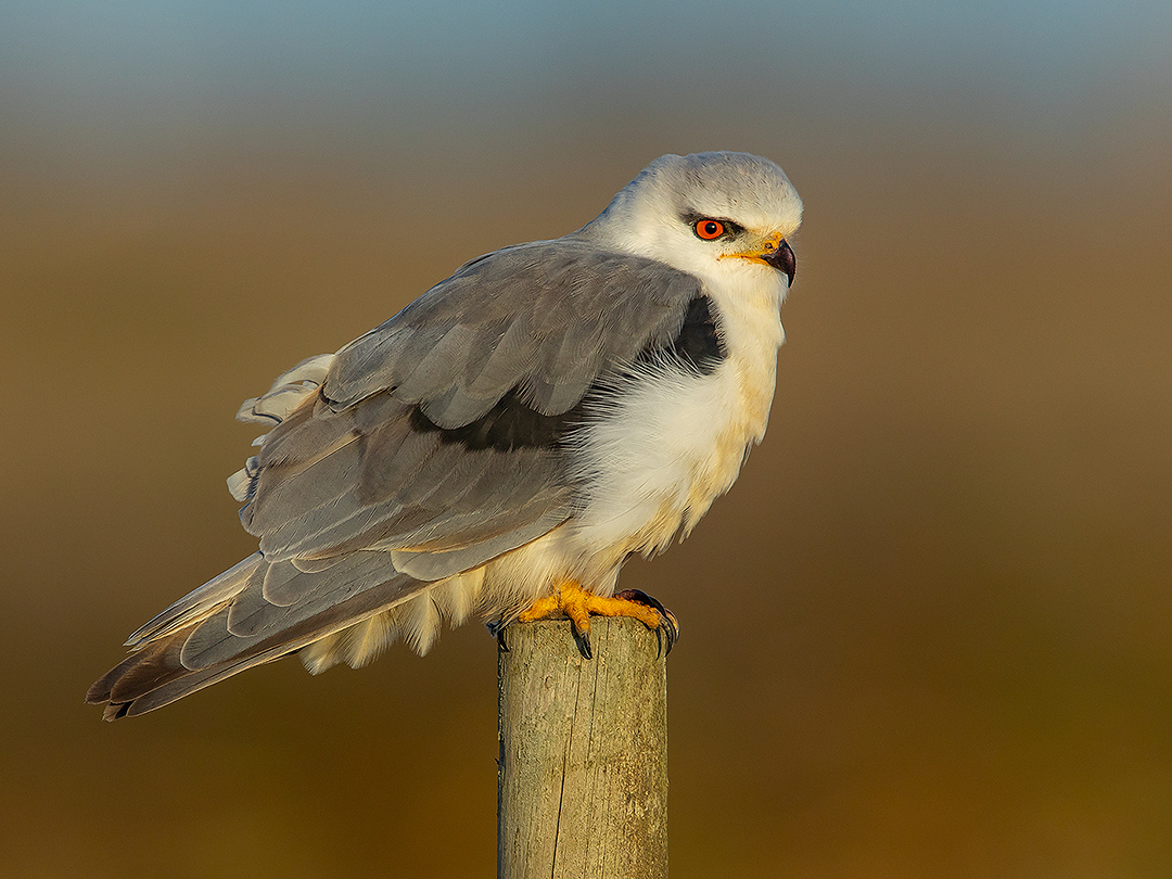 Gleitaar - patrickdoninis Webseite!