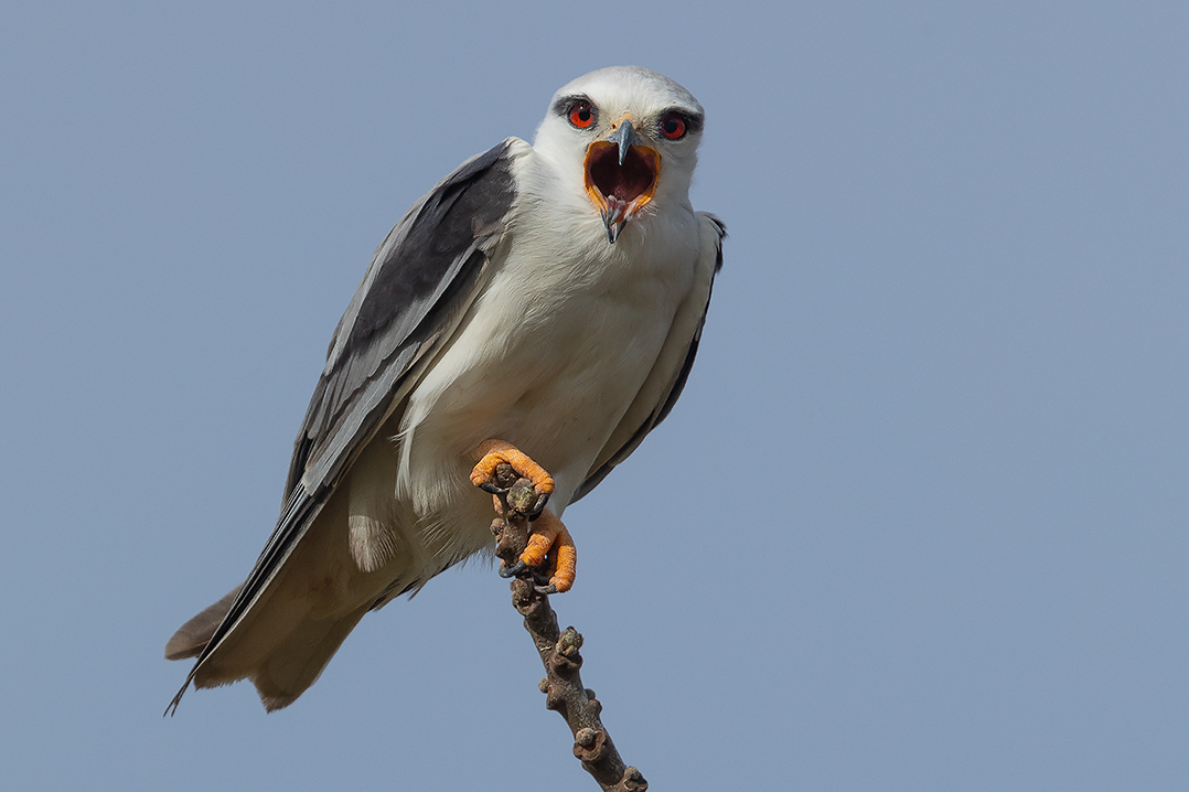 Gleitaar - patrickdoninis Webseite!