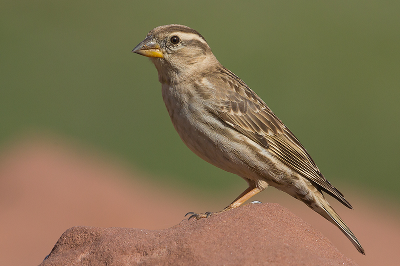 Sperlinge - patrickdoninis Webseite!