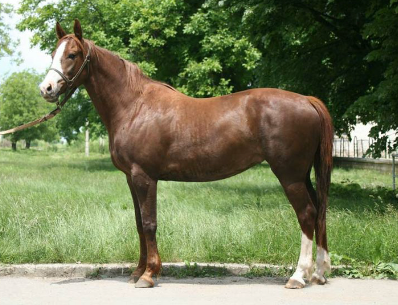 East Bulgarian - Pony Gang Hopkins, SC
