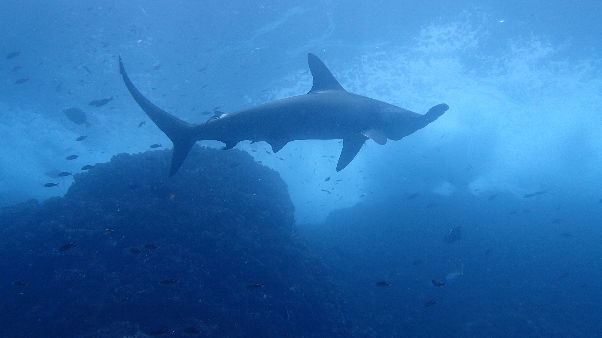 SCUBA DIVE IN MALPELO AND GORGONA - Oceanzul liveaboard diving