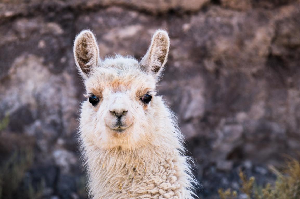 Lama, Alpaka, Guanako, Vikunja – was ist der Unterschied ...