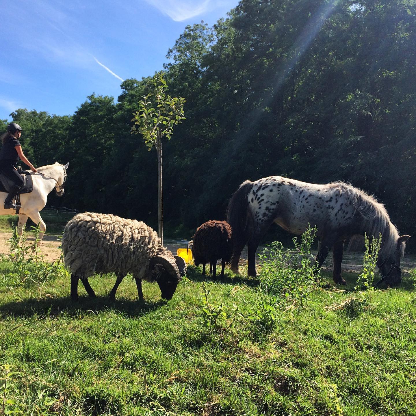 TEAM PONY CONCEPT im Urlaub - Team Pony Concept