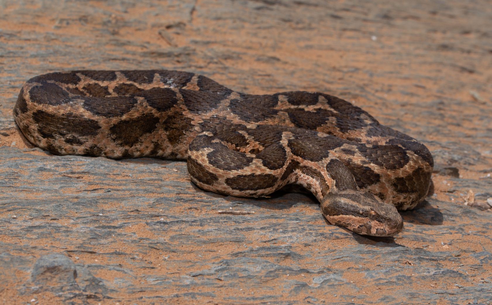 Herpetological trip to morocco - Luis Albero's Nature Web
