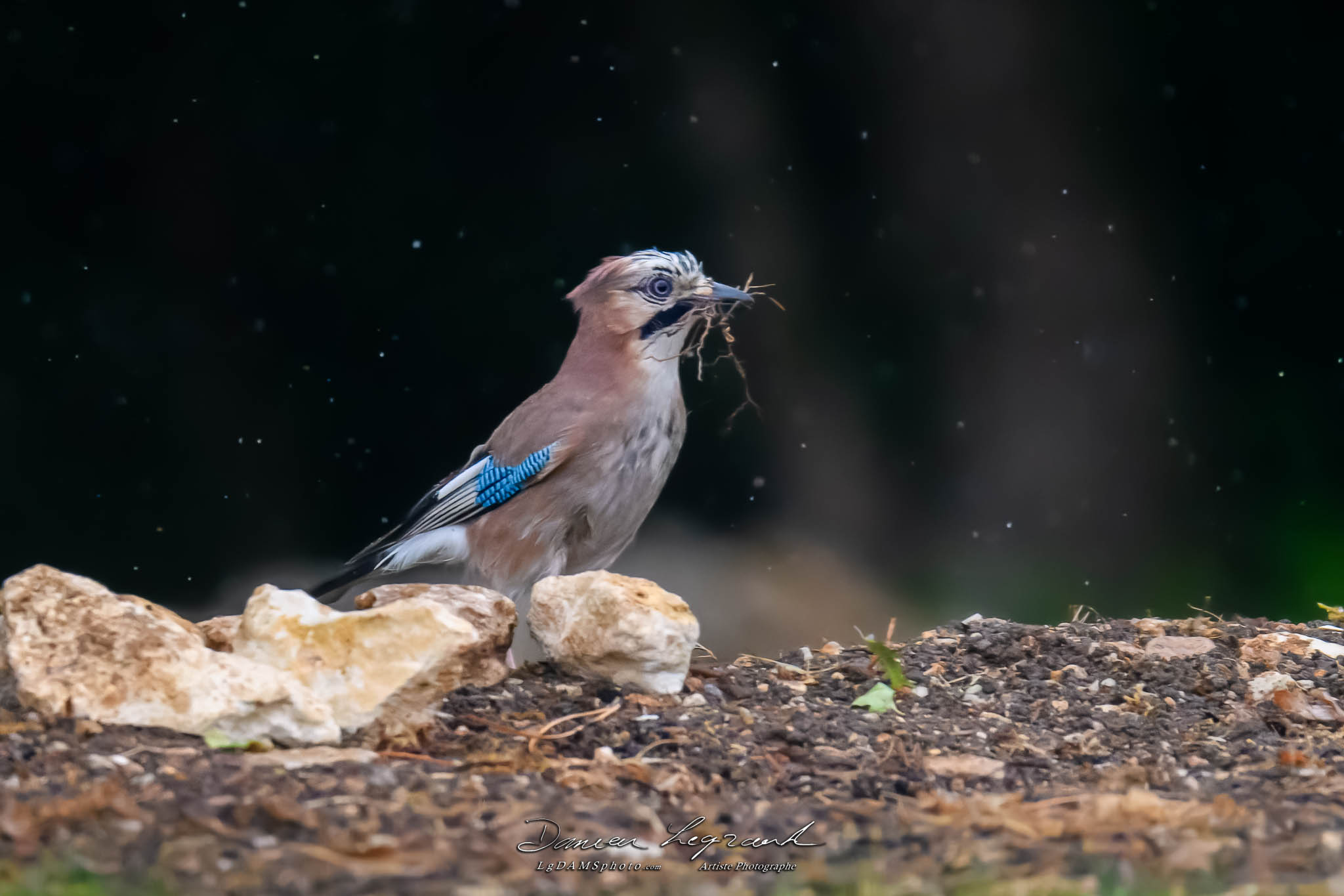 Geai des chêne [Garrulus glandarius] - LgDAMSphoto - Damien Legrand ...