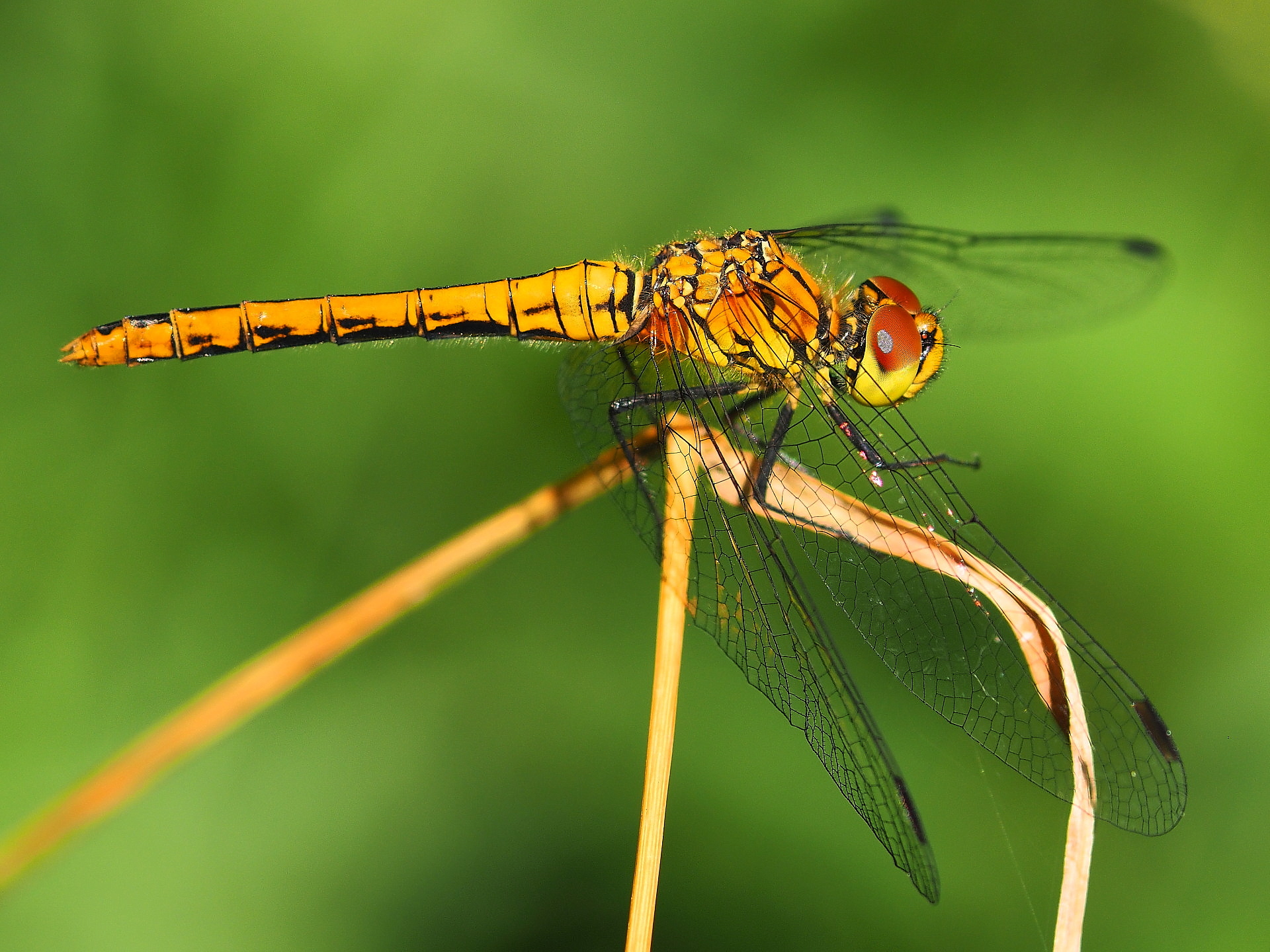 Libellen - kumphoffmanns Webseite!