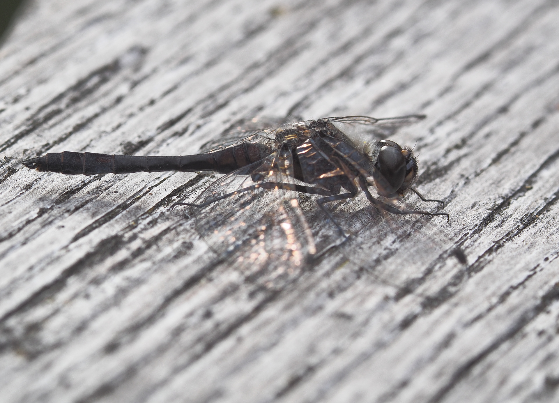 Libellen - kumphoffmanns Webseite!