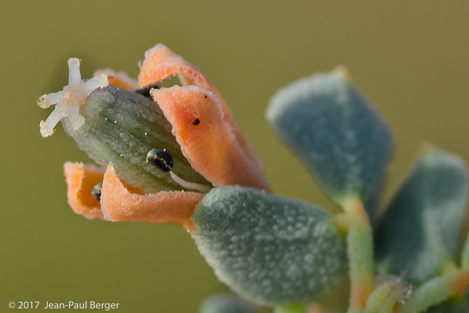 Flore, faune et paysages du Jebel Fayah, du Jebel Rawdah et du Jebel ...