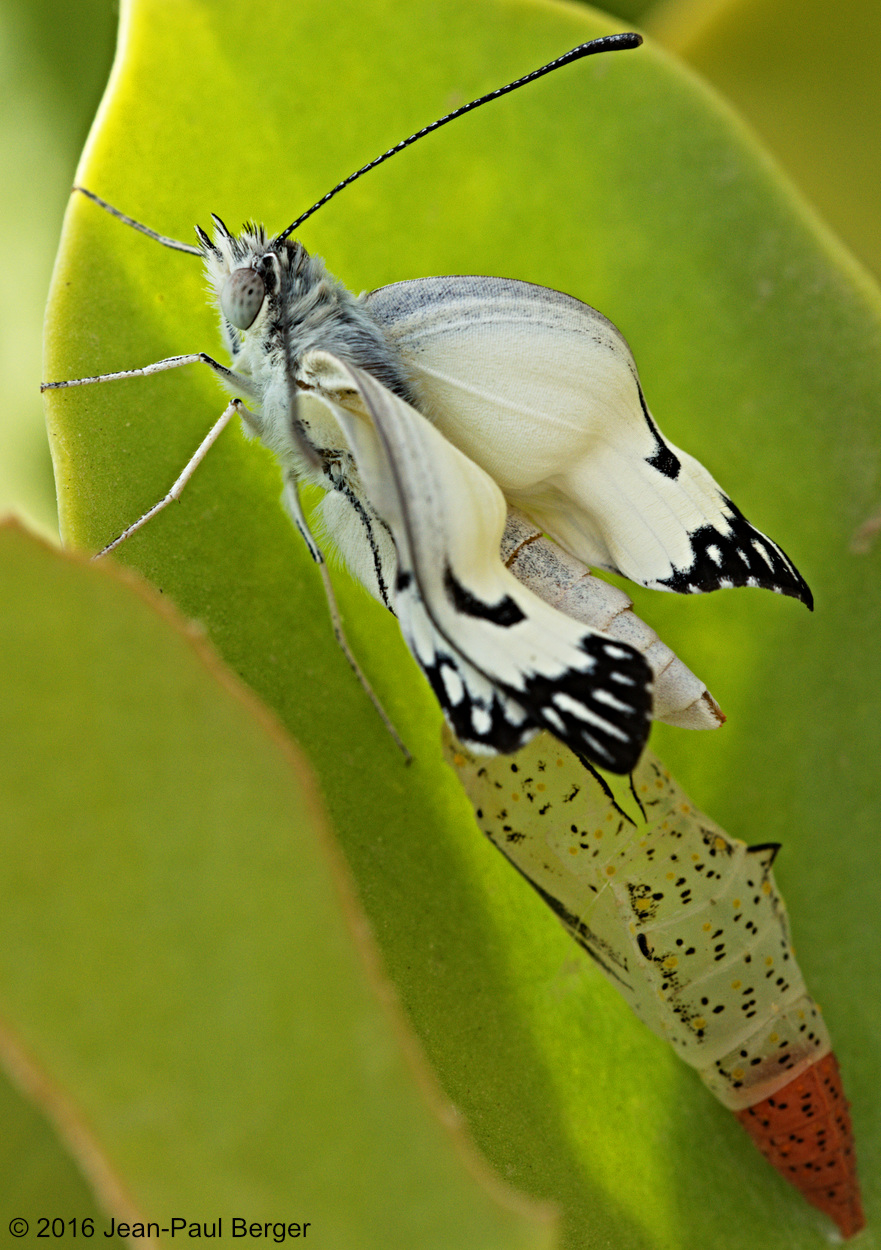 Flore, faune et paysages du Jebel Fayah, du Jebel Rawdah et du Jebel ...