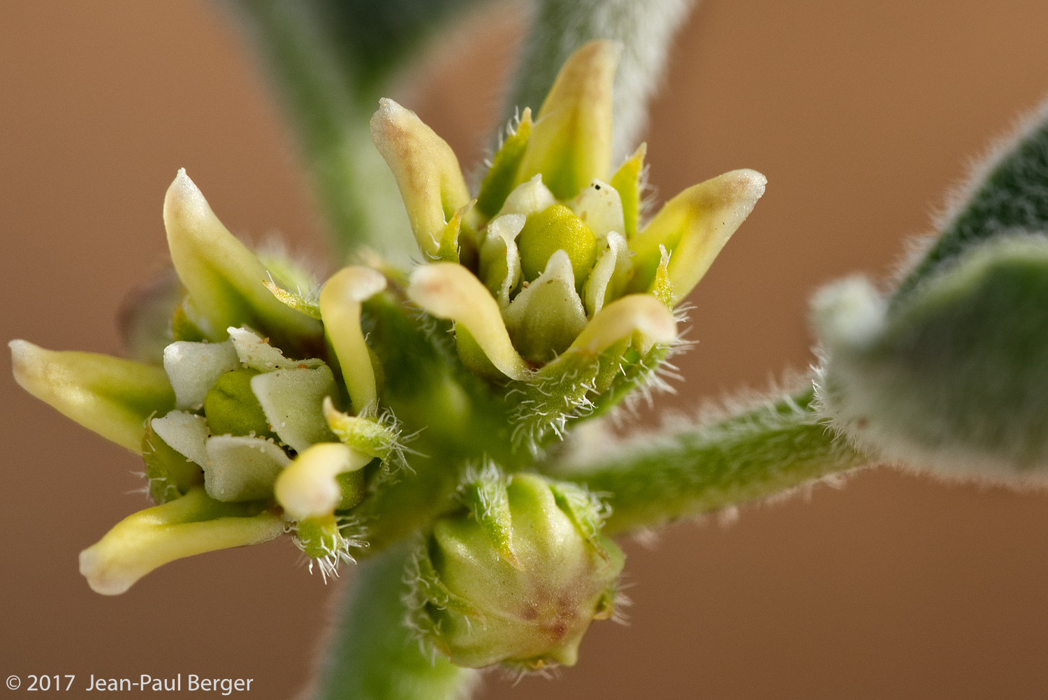 Flore, faune et paysages du Jebel Fayah, du Jebel Rawdah et du Jebel ...