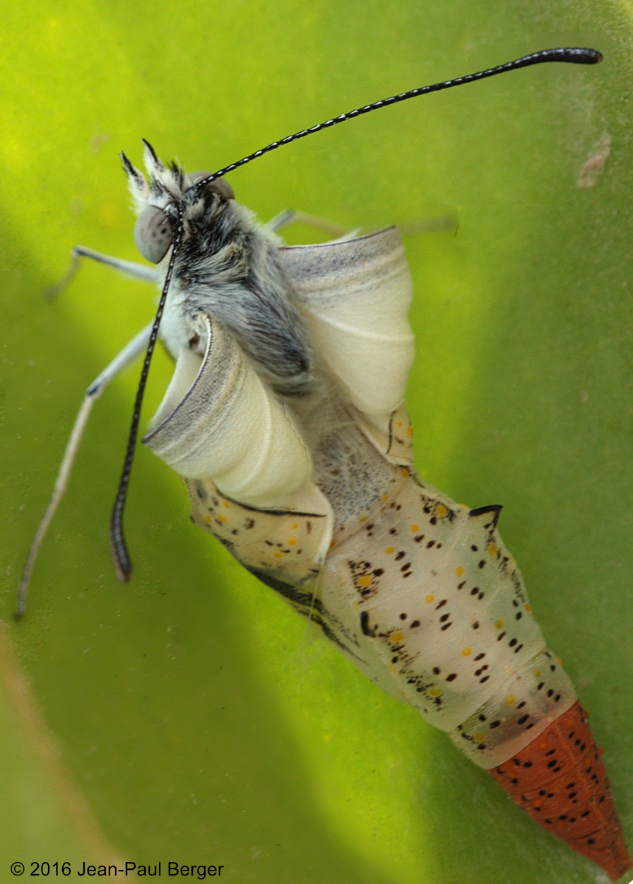 Flore, faune et paysages du Jebel Fayah, du Jebel Rawdah et du Jebel ...