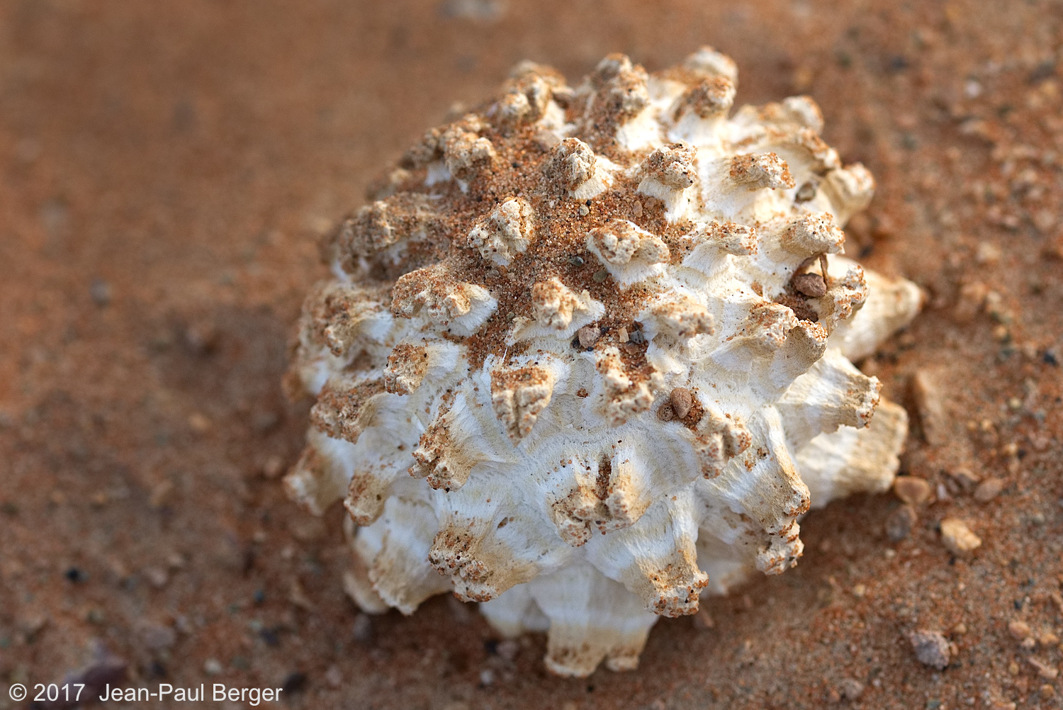 Flore, faune et paysages du Jebel Fayah, du Jebel Rawdah et du Jebel ...