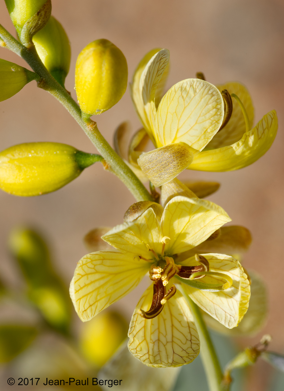 Flore, faune et paysages du Jebel Fayah, du Jebel Rawdah et du Jebel ...