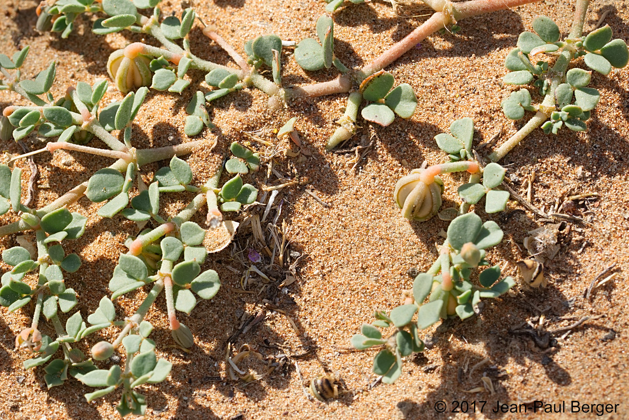 Flore, faune et paysages du Jebel Fayah, du Jebel Rawdah et du Jebel ...