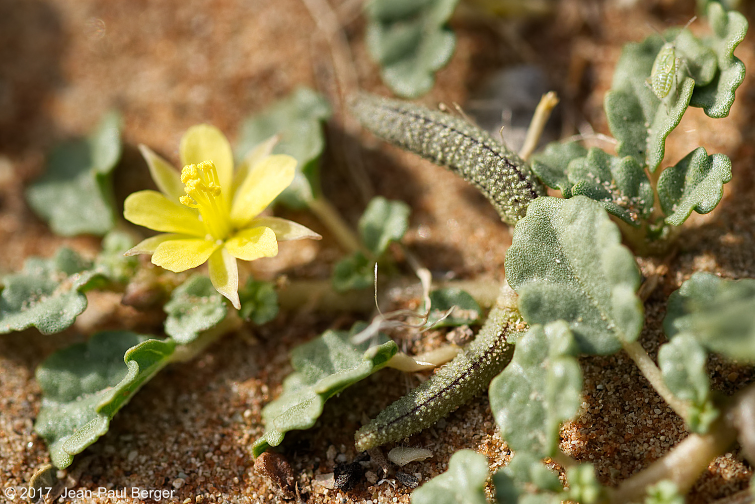 Flore, faune et paysages du Jebel Fayah, du Jebel Rawdah et du Jebel ...