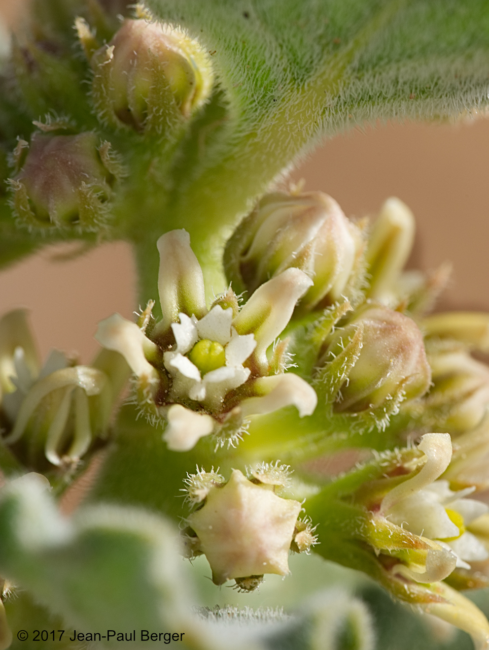 Flore, faune et paysages du Jebel Fayah, du Jebel Rawdah et du Jebel ...