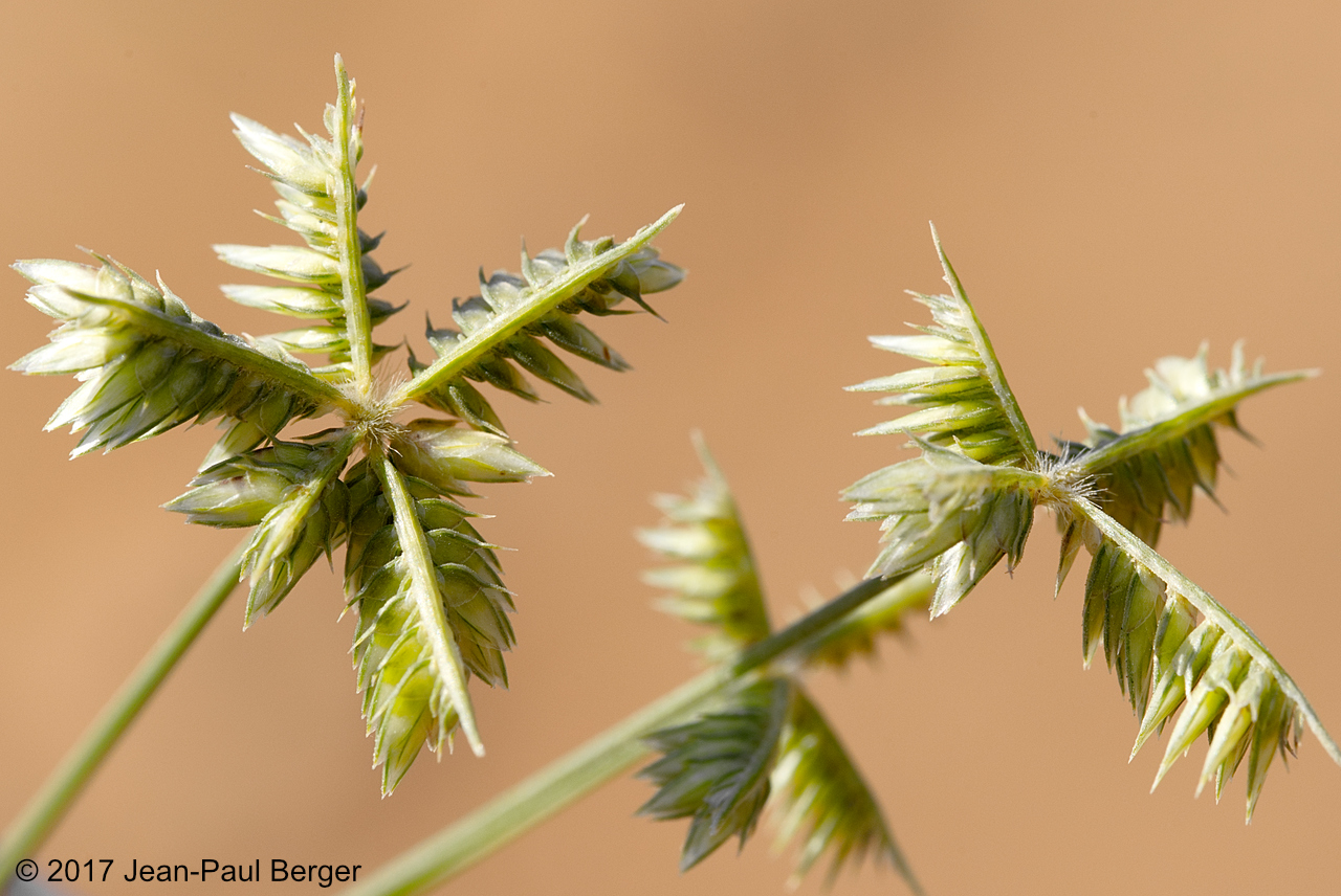 Flore, faune et paysages du Jebel Fayah, du Jebel Rawdah et du Jebel ...