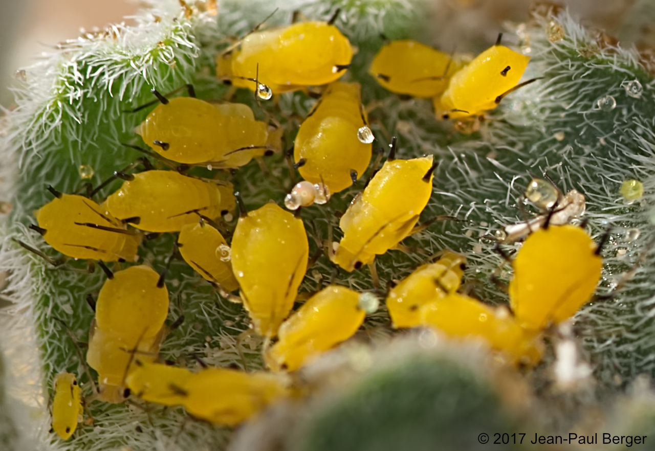 Flore, faune et paysages du Jebel Fayah, du Jebel Rawdah et du Jebel ...