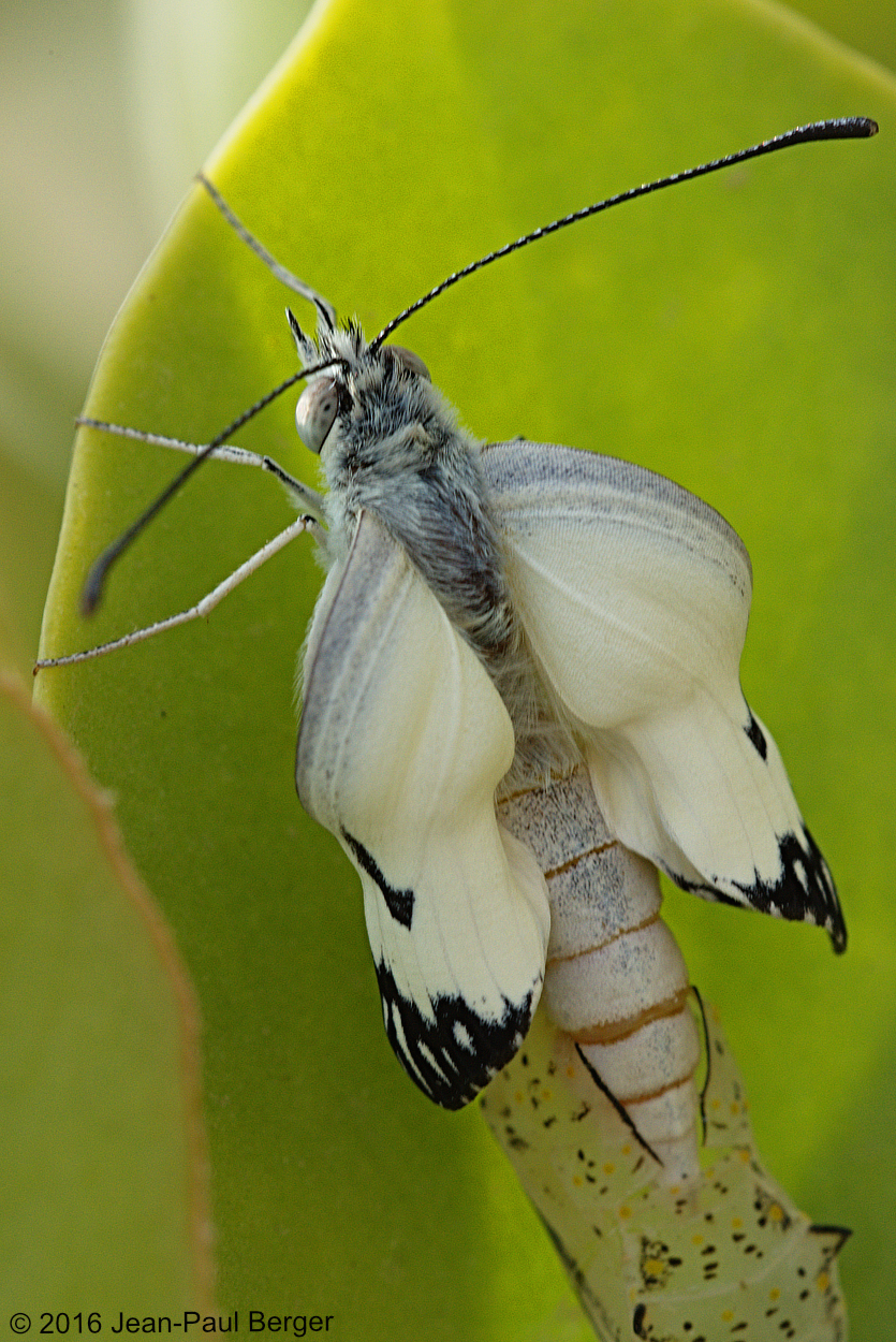 Flore, faune et paysages du Jebel Fayah, du Jebel Rawdah et du Jebel ...