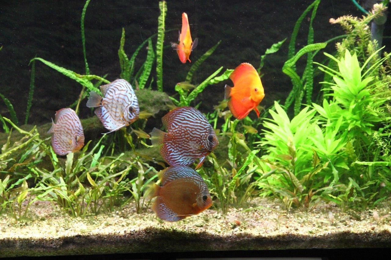 Le roi "Discus" : un beau poisson de l'Amazone - Association ...