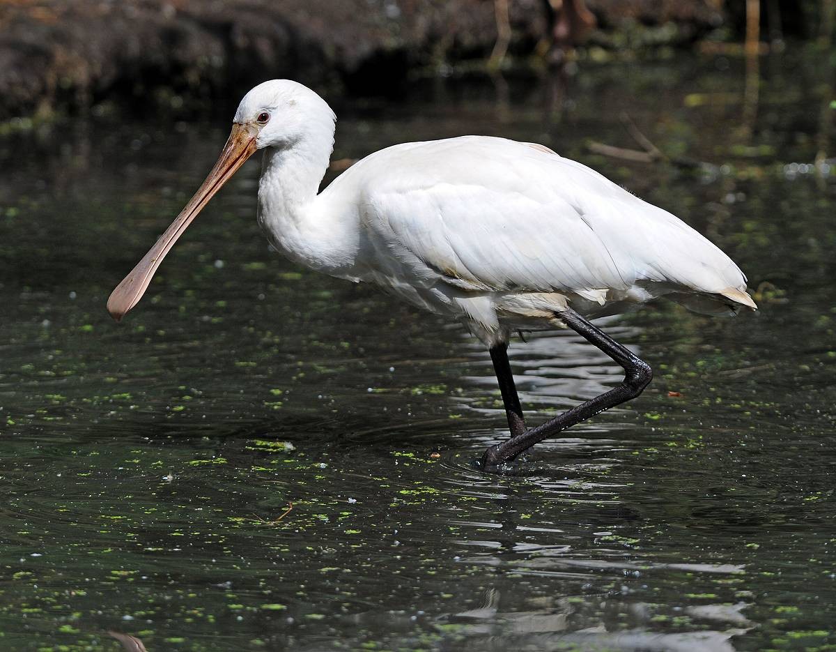 Spatola - Benvenuti su uccellideuropa!