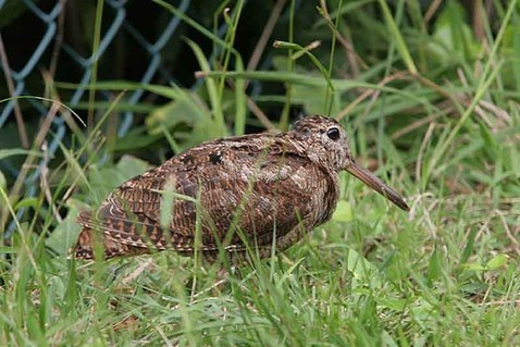 Beccaccia - Benvenuti su uccellideuropa!