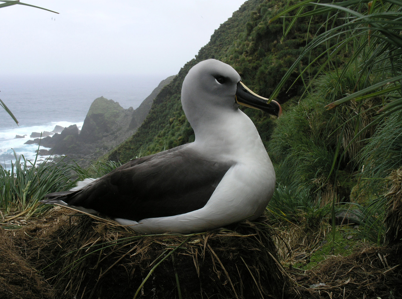 Albatros testagrigia - Benvenuti su uccellideuropa!