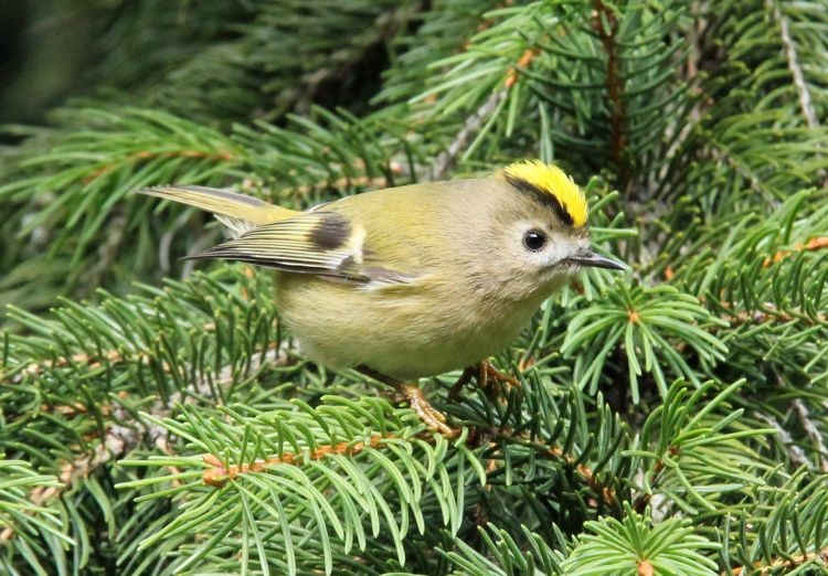 Regolo - Benvenuti su uccellideuropa!