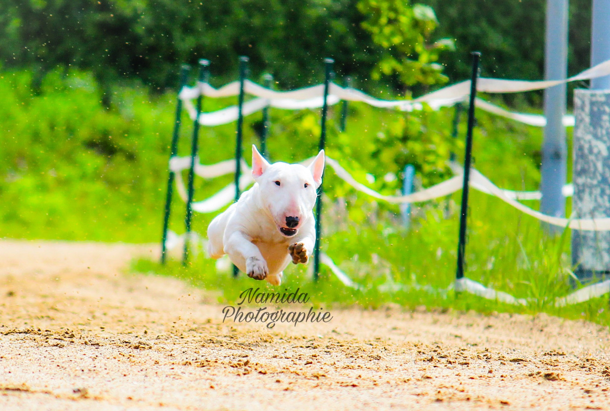 Das Rennen - run-bulli-runs Webseite!