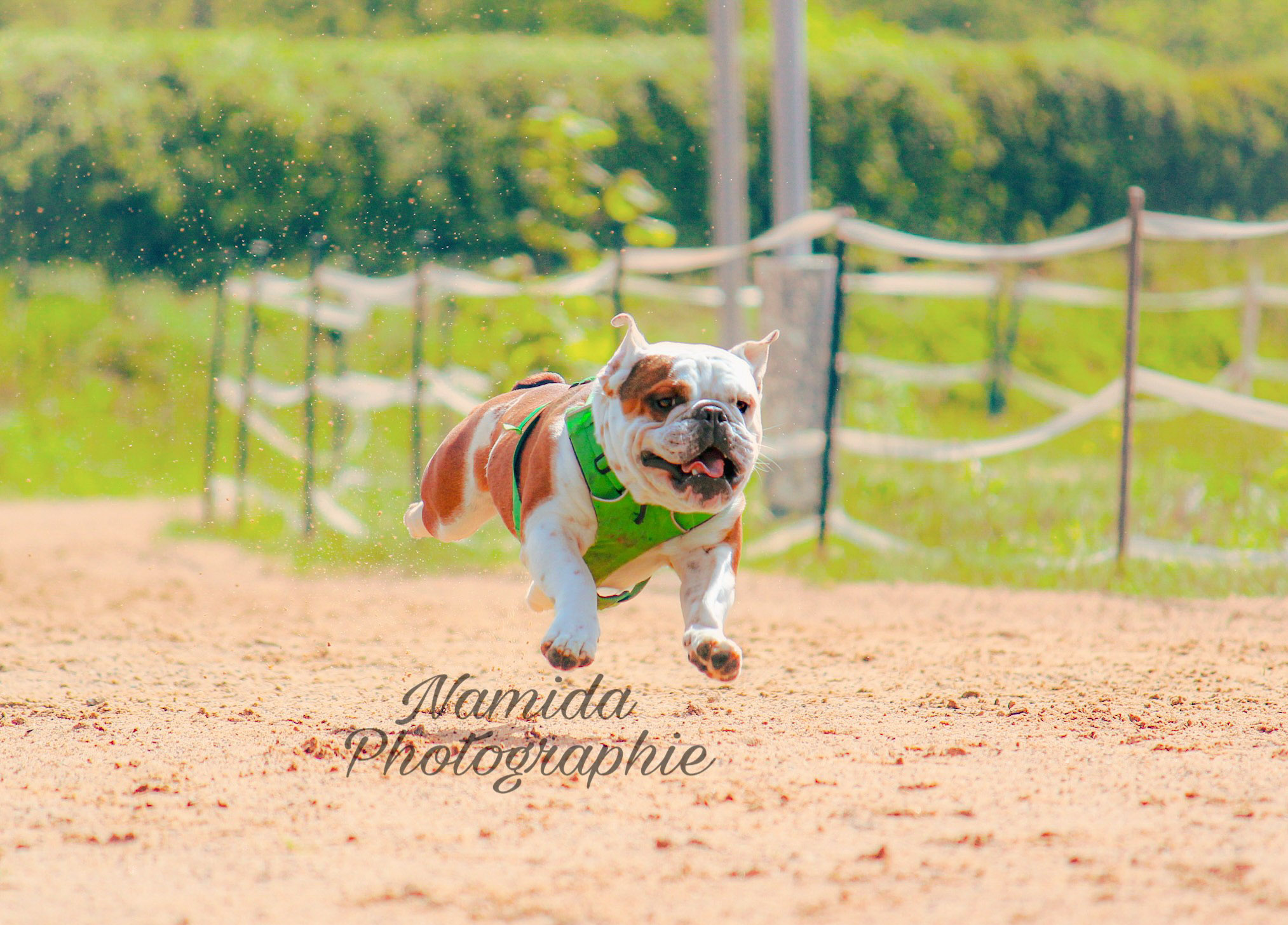 Das Rennen - run-bulli-runs Webseite!
