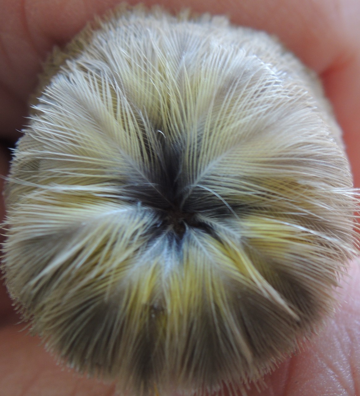 Startseite - glosterkanarien-koerbes Webseite!