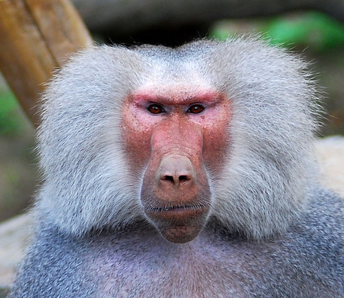 FOTOS DE MONOS ARAÑAS - Página web de santamartafauna