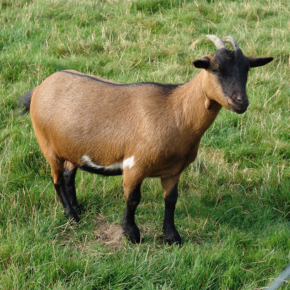 Huisvesting - De website van thebestforyourpet!