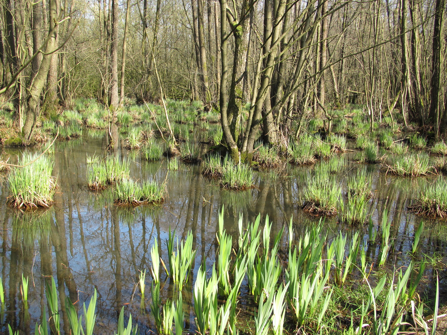Elzenbroekbos - Natuurgebied de Zumpe!
