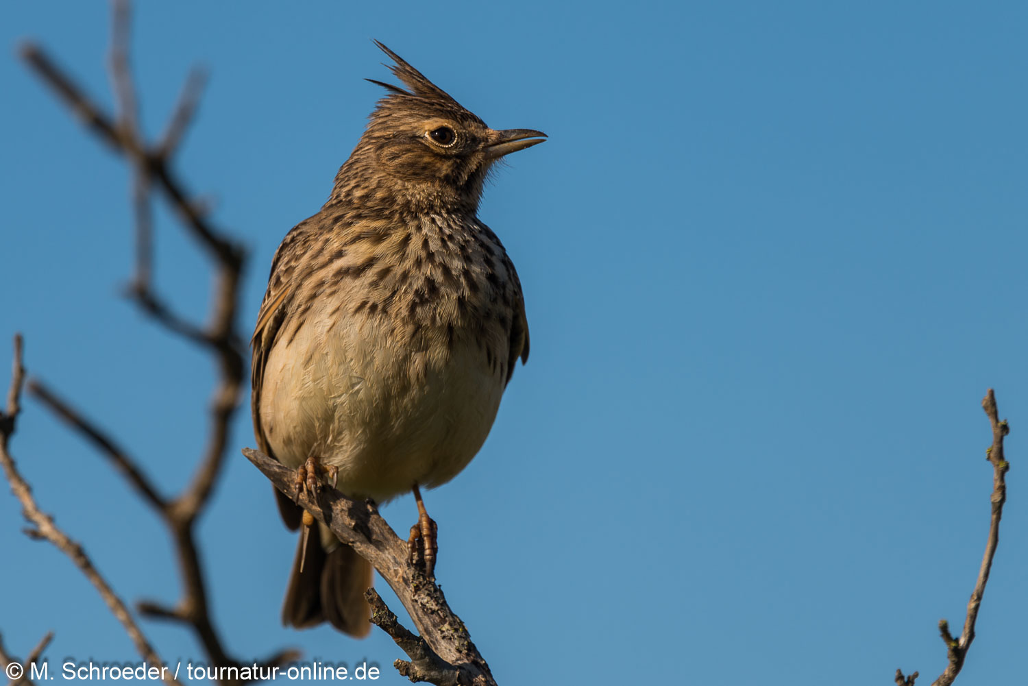 Lerchen - Der Blog für naturbegeisterte Wohnmobilfahrer