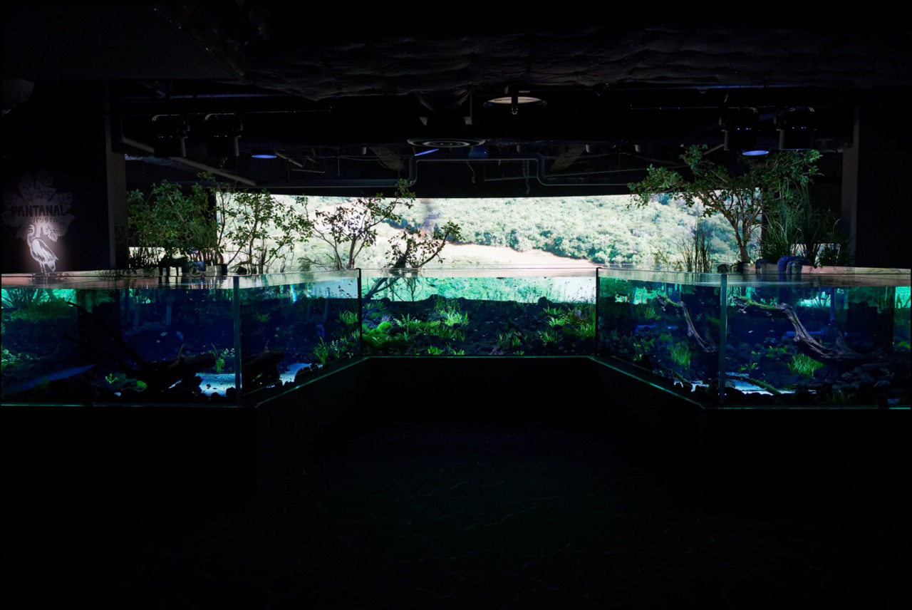 カワスイの飼育種を図鑑化してみる - mata-kawa ページ！