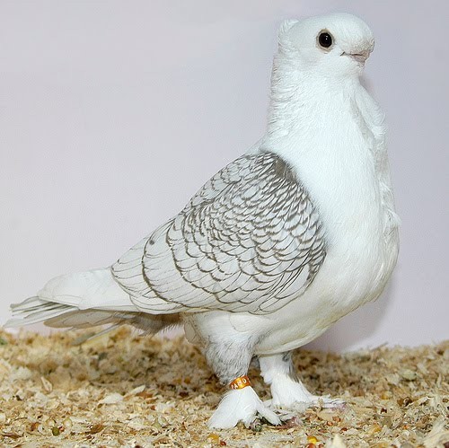 RAZA DE PALOMAS - Página web de quevivanlosanimales