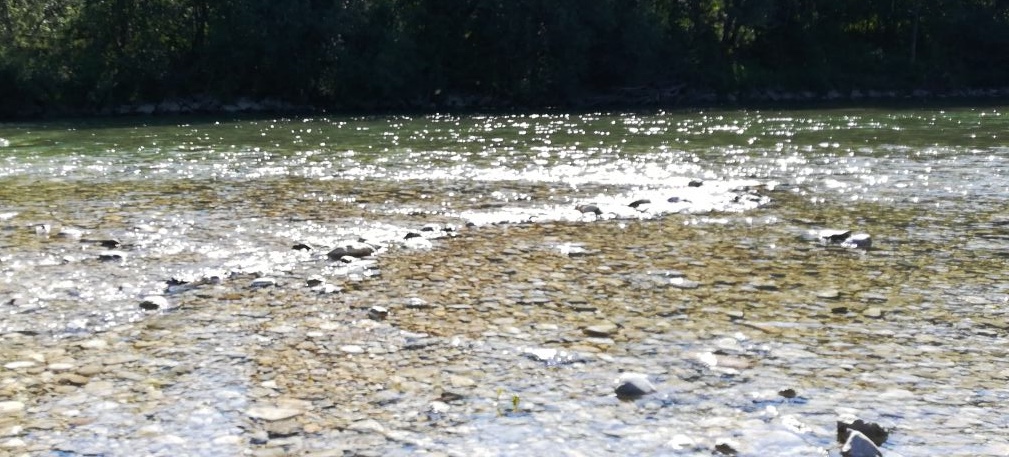 Ecosystem river - approached by Observation and experience - ecosystem ...