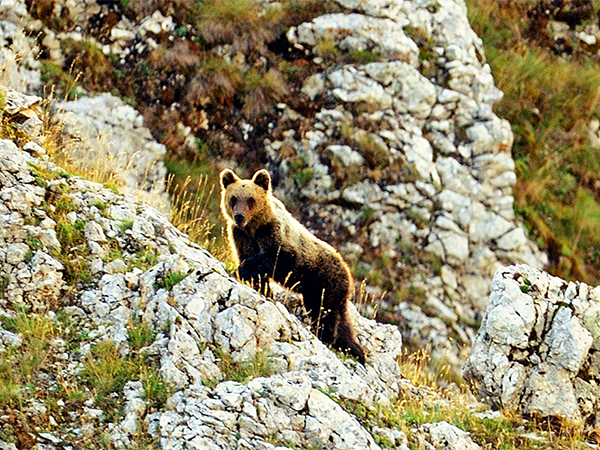 Il sentiero dell'Orso - Majambiente, scopri l'Abruzzo in punta di piedi