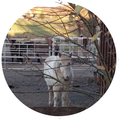 The Horses - Icelandic Horse Diary