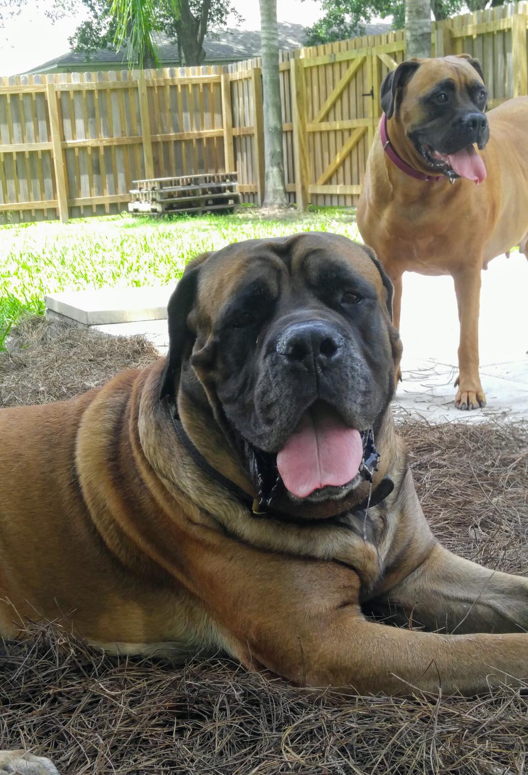 Home - Boggy Creek Bullmastiffs - Bullmastiff Puppies for Sale