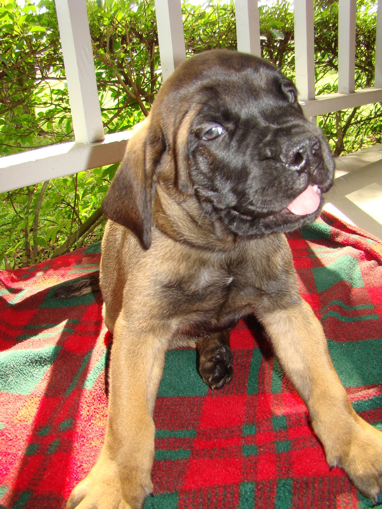 Home - Boggy Creek Bullmastiffs - Bullmastiff Puppies for Sale