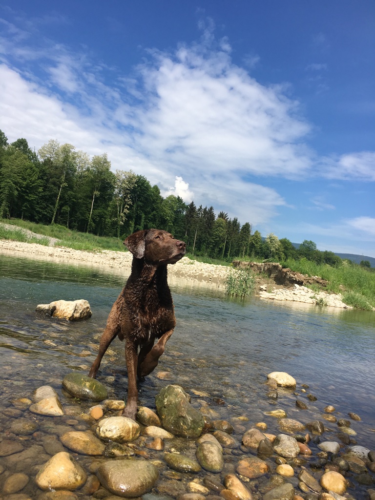 Ausbildung Listenhunde Kanton Aargau - cleverdog-chs Webseite!