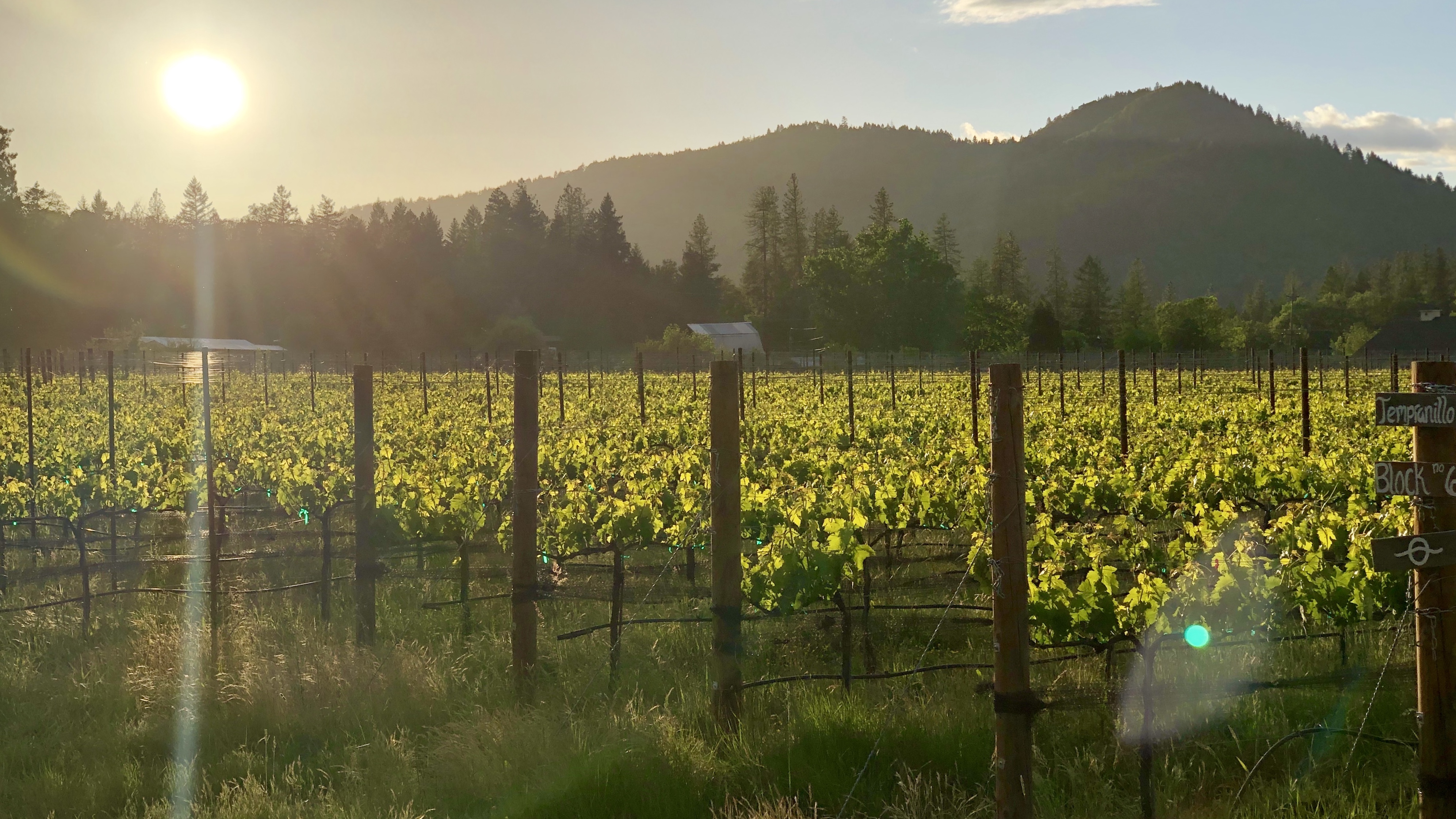 A BOUTIQUE VINEYARD - apricityvineyard