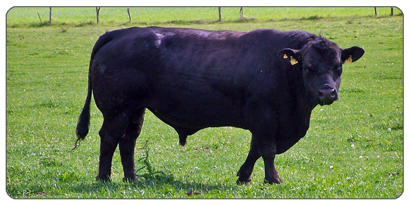 Rinderrassen | Bio Rindfleisch von ausgewählten Rassen. - Mein BioRind