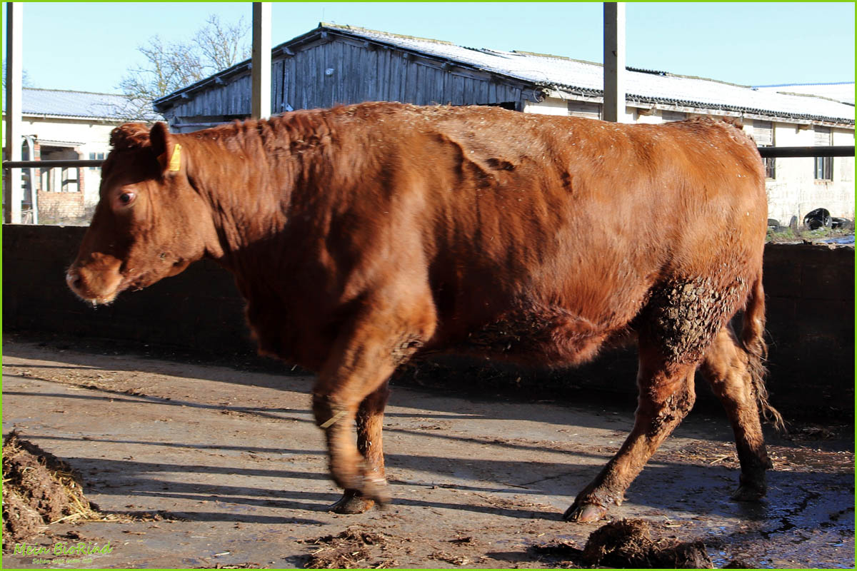 Rind 27 | Frisches Bio Rindfleisch ~ direkt vom Biohof - Mein BioRind
