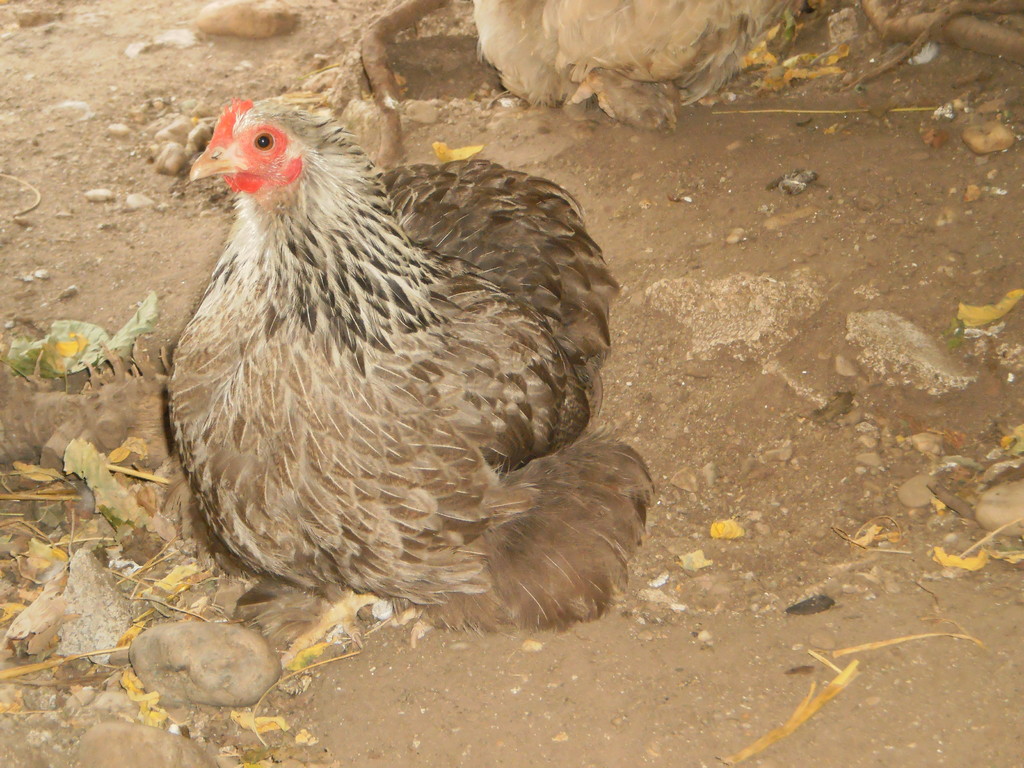 bresse gauloise coq bleue poule noire ,splash - Site de passionpekin