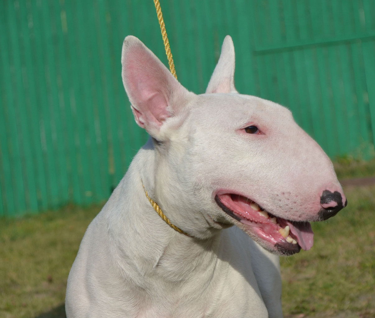 MARSHA MELLOW CASTELE-TOR - goldentrident